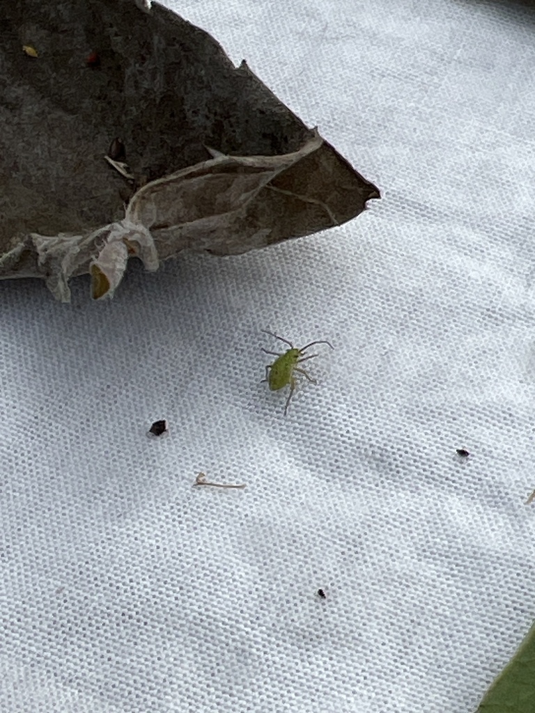 True Bugs from N Mississippi Dr, Minneapolis, MN, US on October 12 ...