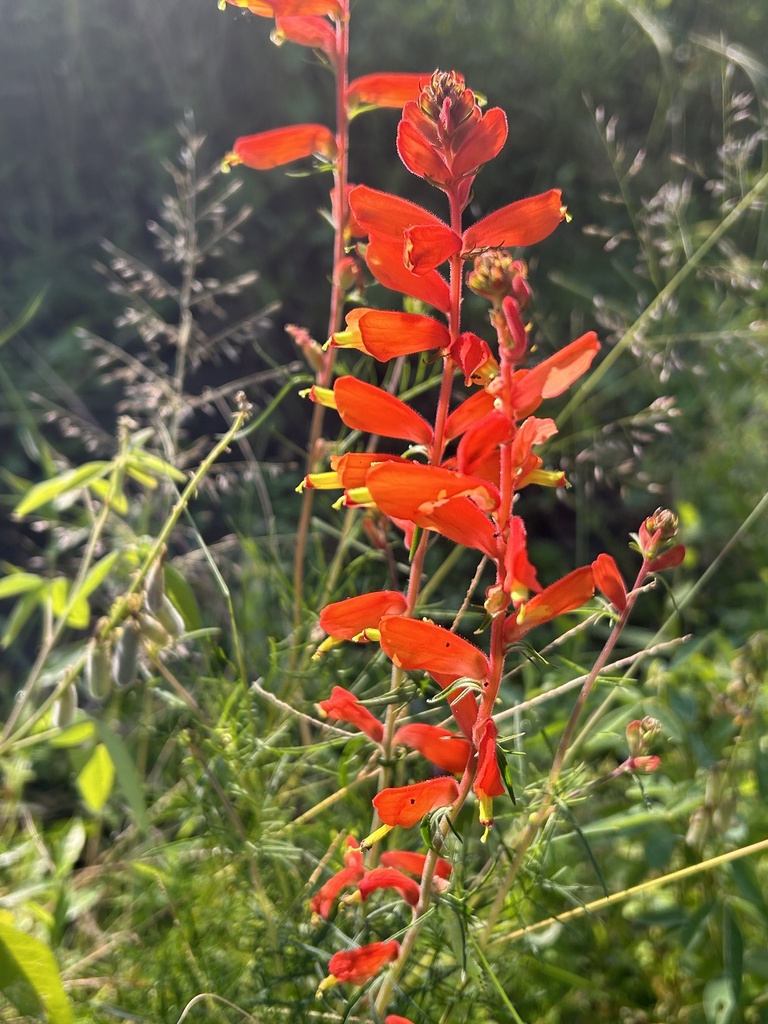 capitaneja desde Chilchota, Mich., MX el 12 de octubre de 2024 a las 09 ...