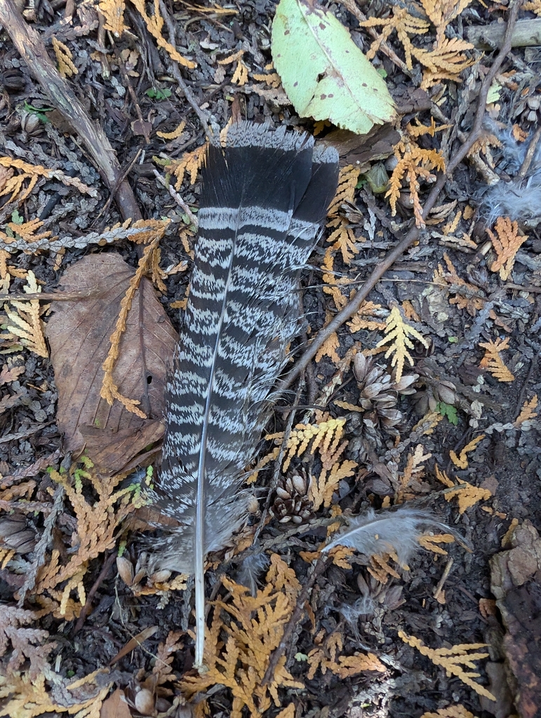 Ruffed Grouse from Guelph, ON N1H 6J2, Canada on October 12, 2024 at 01 ...