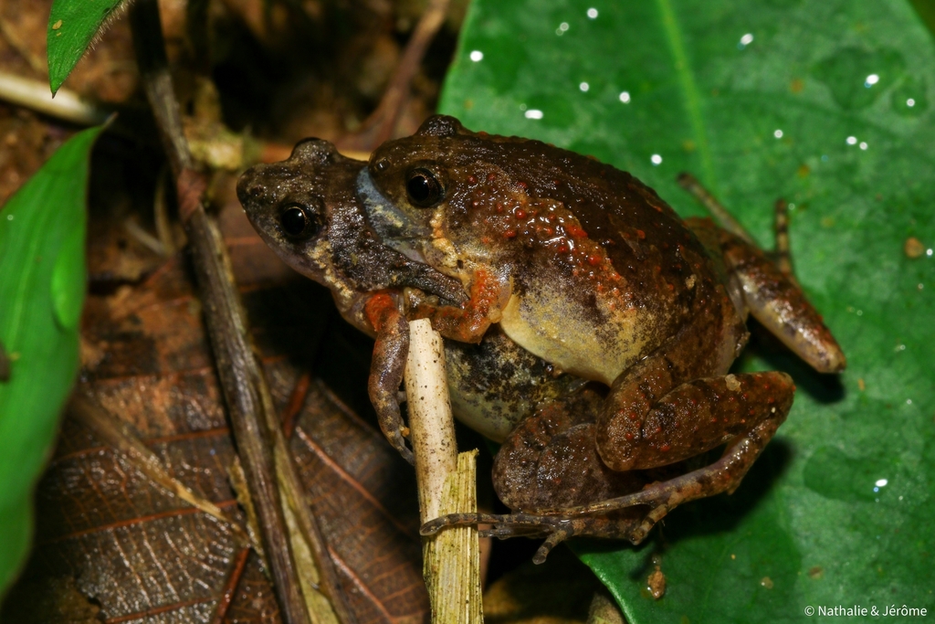 Tubercled Pygmy Frog in October 2024 by Nathalie Frossard · iNaturalist