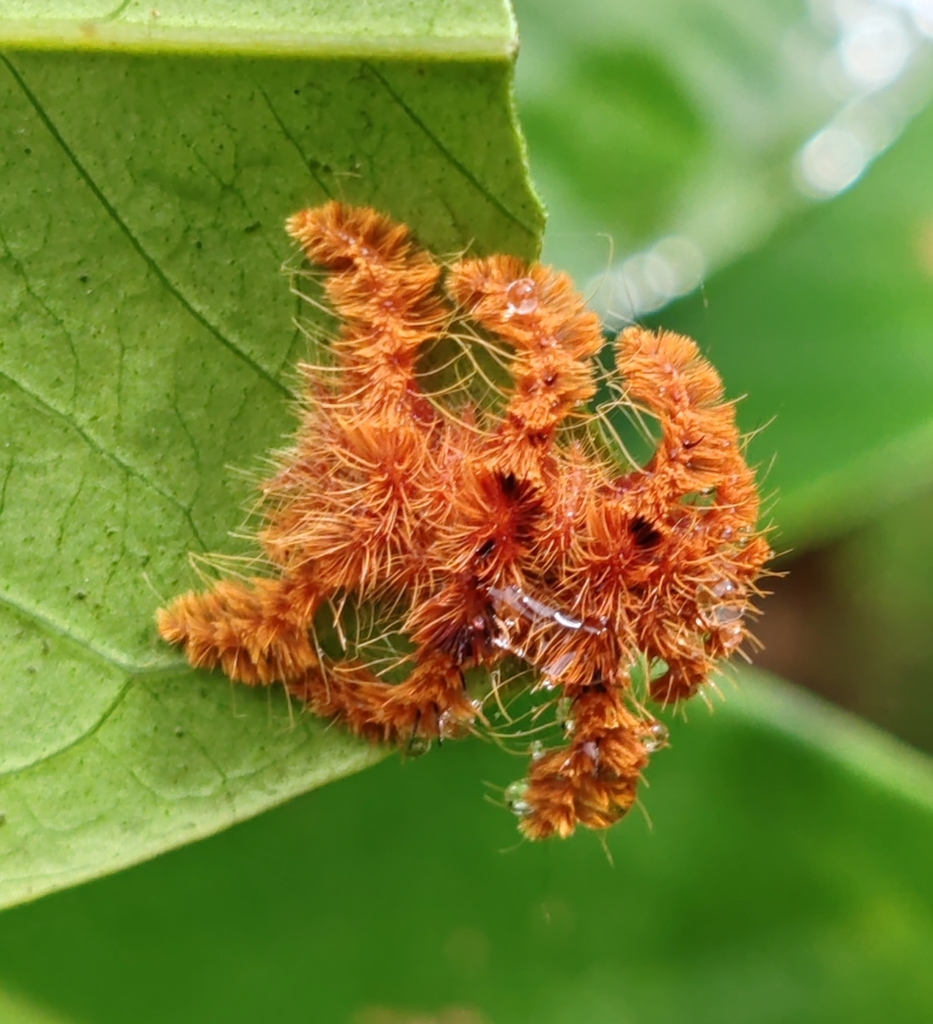 Monkey Slug Moth from Osa, CR-PU, CR on October 11, 2024 at 08:58 AM by ...