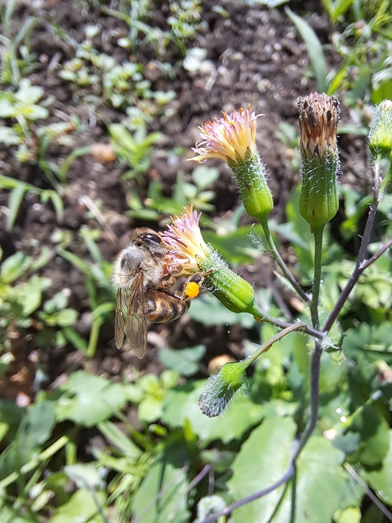 Western Honey Bee from SC-110, 9015, Jaraguá do Sul - SC, Brasil on ...