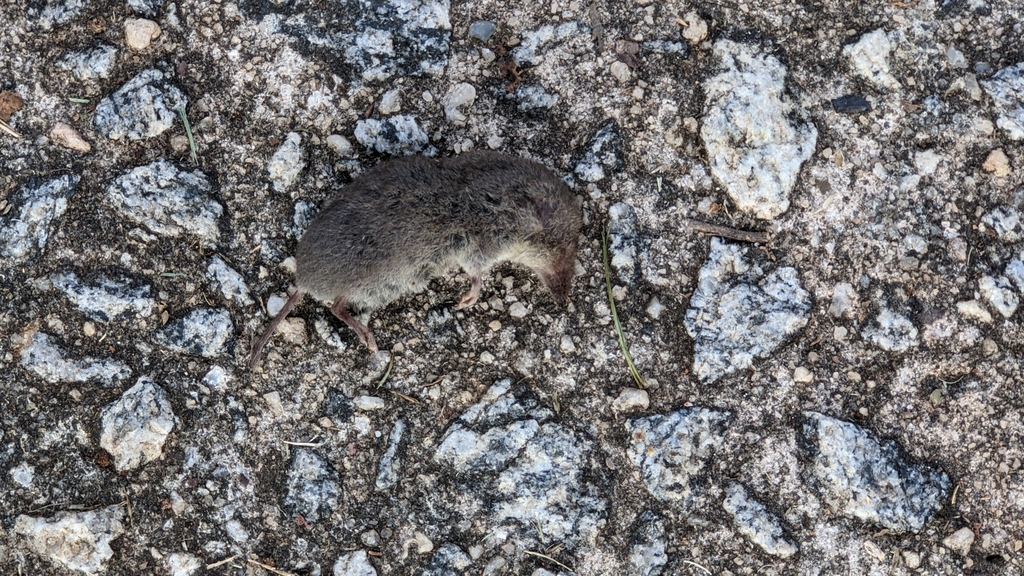 Small-eared Shrews from Wilkesboro, NC, USA on October 12, 2024 at 04: ...