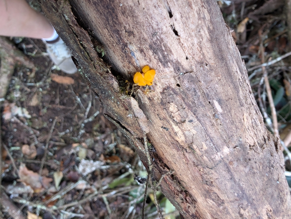 witch's butter from Gillmore, KY 41301, USA on October 12, 2024 at 02: ...