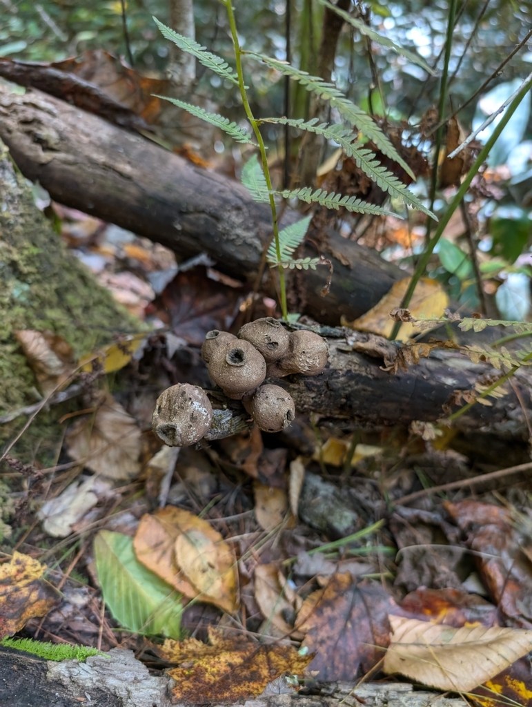 earthballs from Gillmore, KY 41301, USA on October 12, 2024 at 12:17 PM ...