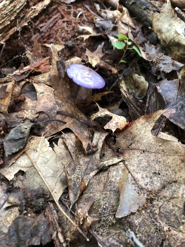 Viscid Violet Cort from 15923, Bolivar, PA, US on July 06, 2019 at 10: ...