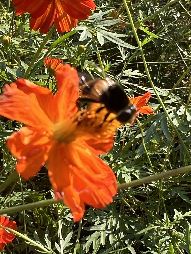 Phytomia zonata from 1 Hamarikyuteien, Chuo City, Tokyo 104-0046, Japan ...