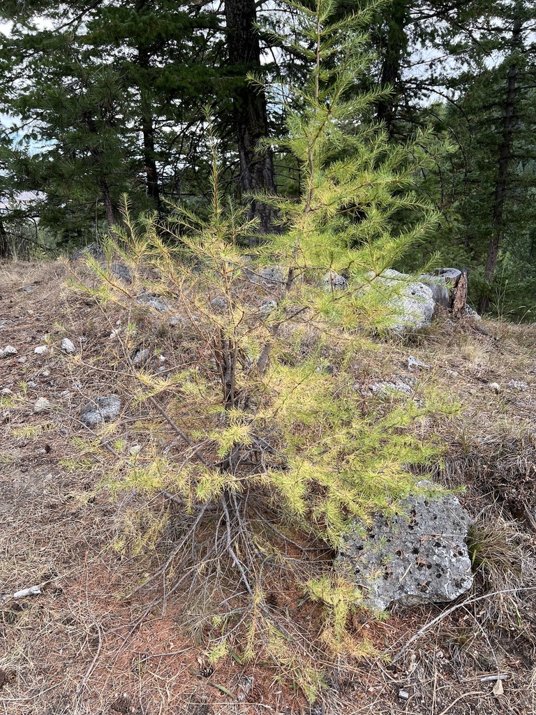 western larch from Joseph, OR, US on October 12, 2024 at 11:36 AM by ...