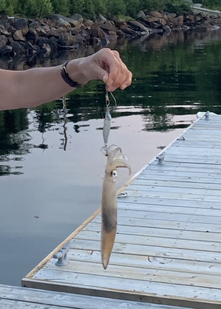 Longfin Inshore Squid from Hauling Cove, Chester, NS, CA on October 12 ...
