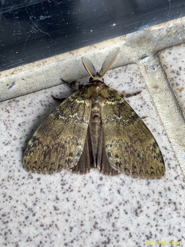 Ilema olivacea from 臺灣島, 礁溪鄉, ILA, TW on October 12, 2024 at 09:28 AM ...