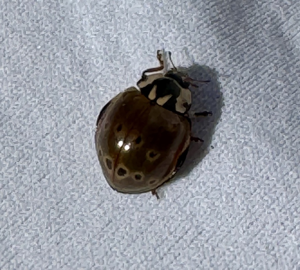 Flying Saucer Lady Beetle from S Mica Peak Radar Site Rd, Rockford, WA ...