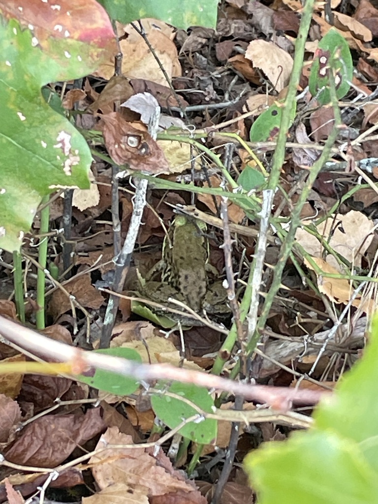 Green Frog from Chatsworth, NJ, US on October 12, 2024 at 02:39 PM by ...
