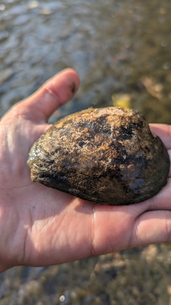 Round Pigtoe from Linden Hills and Indian Heights, Kansas City, MO, USA ...