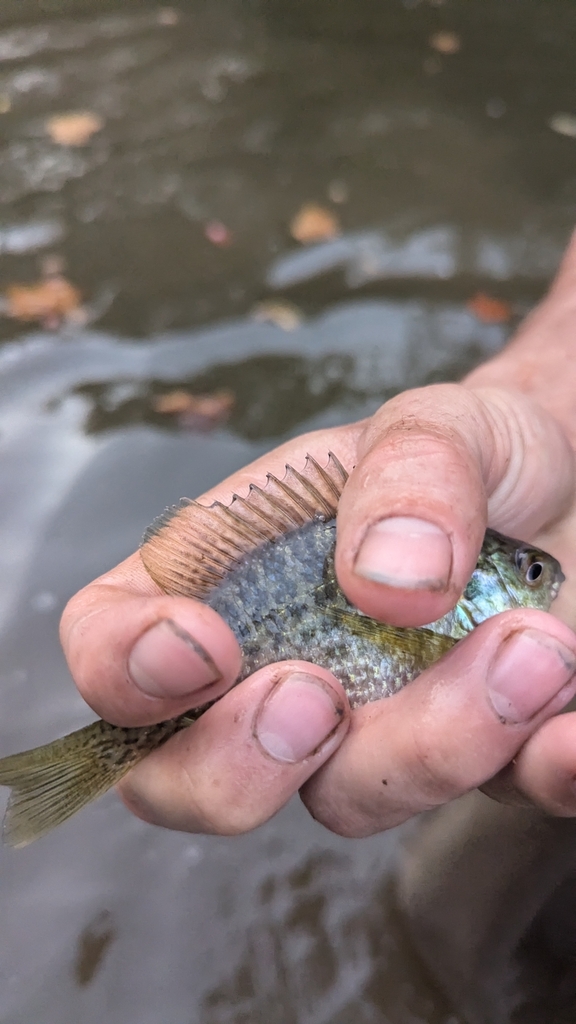 Redear Sunfish from Linden Hills and Indian Heights, Kansas City, MO ...