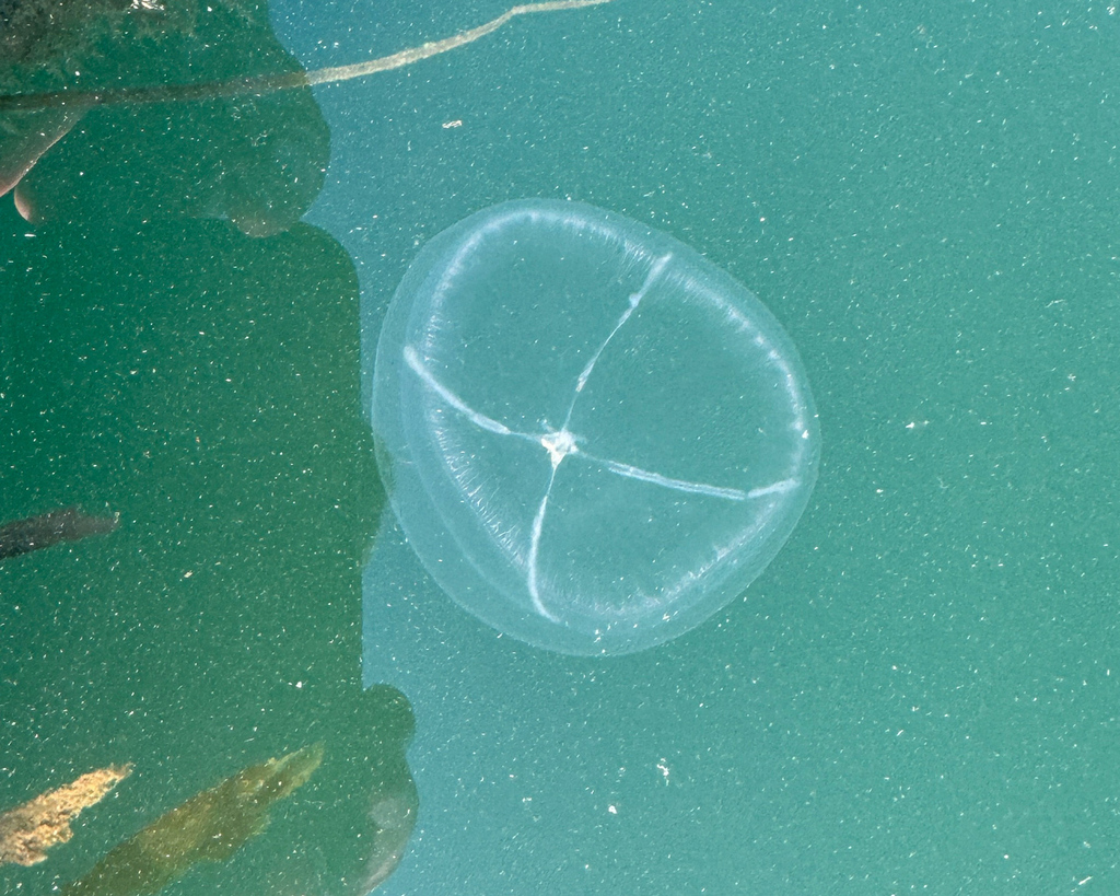 Mitrocoma cellularia from Island County, WA, USA on October 12, 2024 at ...