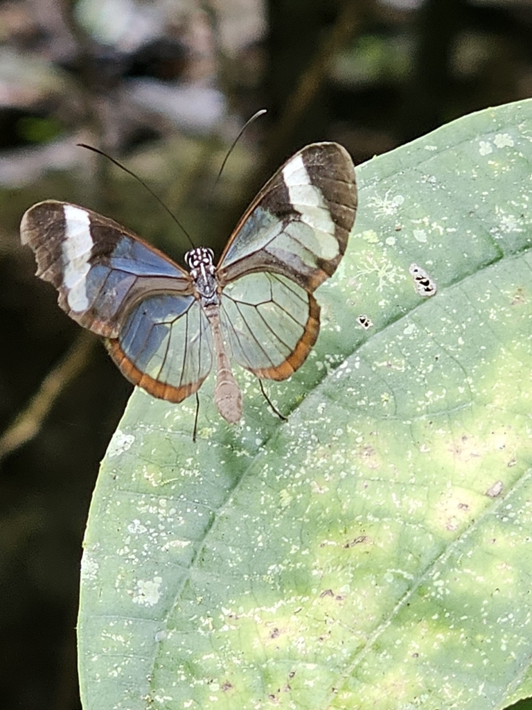 Paula's Clearwing from Tárcoles, Provincia de Puntarenas, Garabito ...