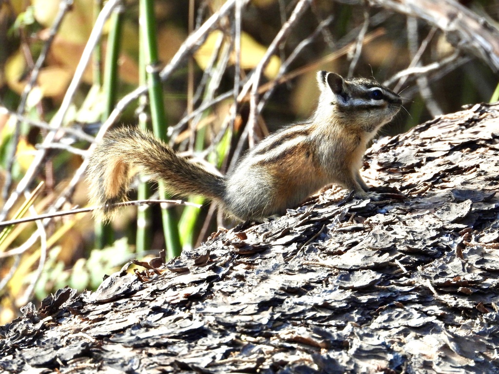 Western Chipmunks from Deschutes River Trail, Bend, OR, US on October ...
