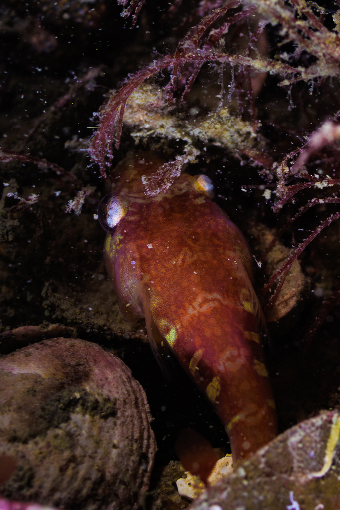 Tangaroa Clingfish (Modicus tangaroa) - Marine Life Identification