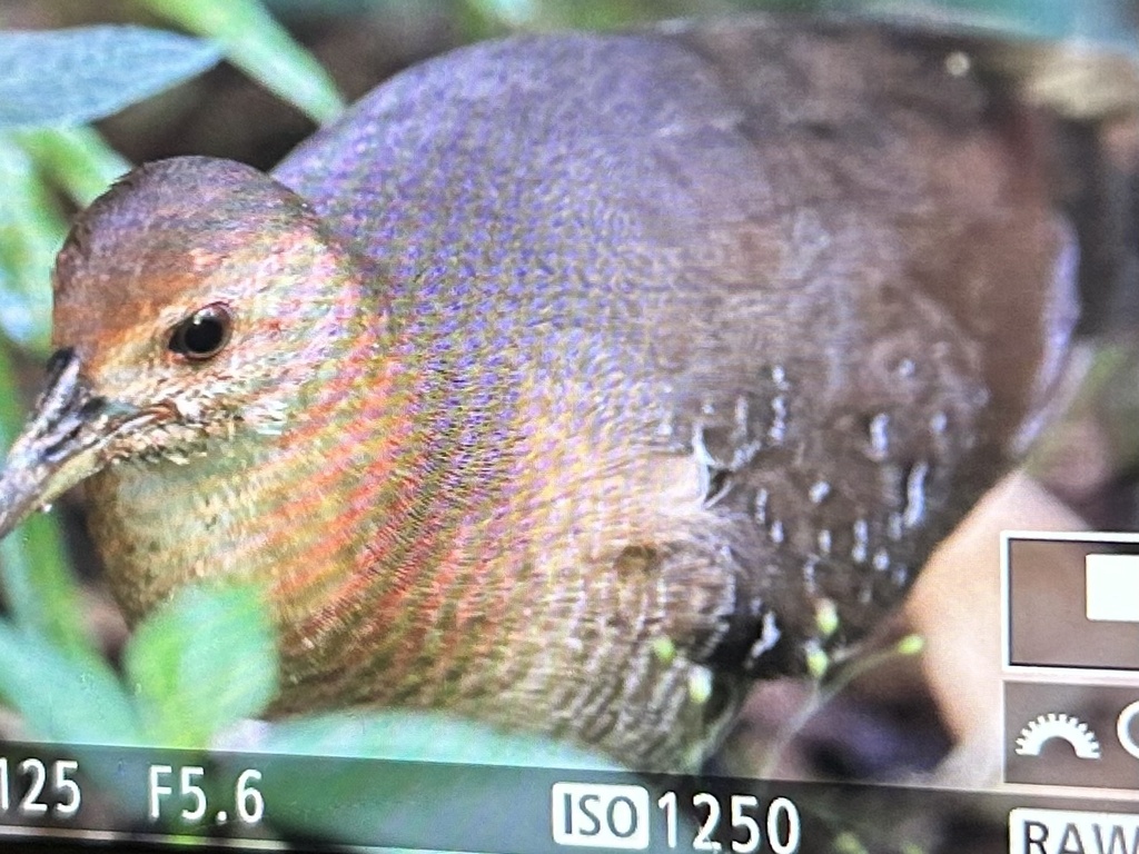 Band-bellied Crake in October 2024 by Walter Ma · iNaturalist