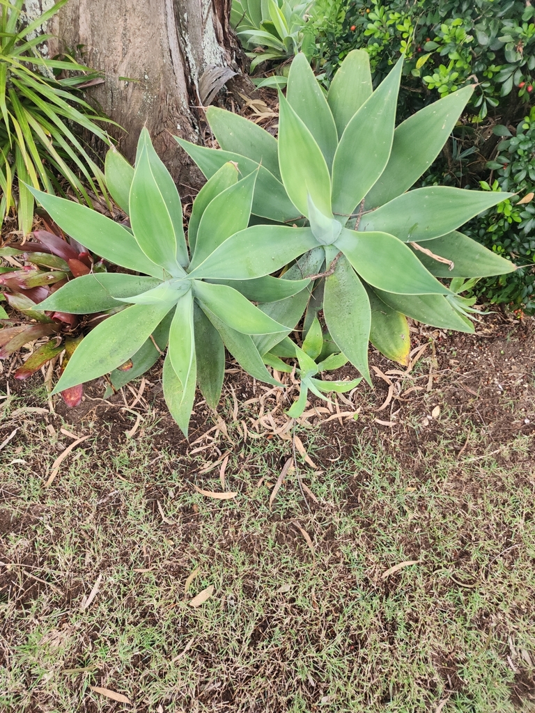 Mitis Century Plant from Thurecht Pde at Thurecht Park, Scarborough QLD ...