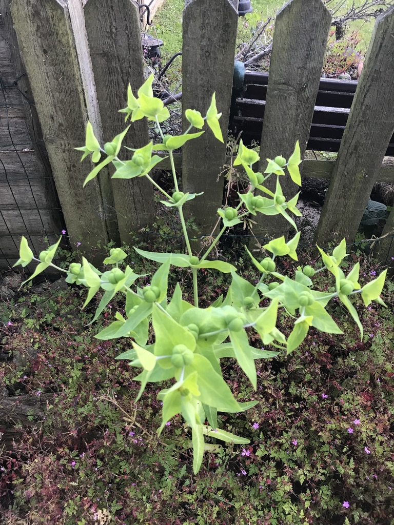 caper spurge from 109 Seymour Road, Gloucester, England, GB on July 4 ...