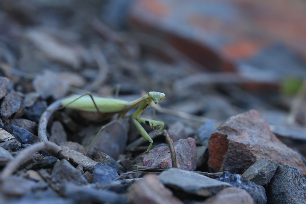 Asian Jumping Mantis from 中国北京市门头沟区灰峪村 邮政编码: 102300 on October 7, 2024 ...