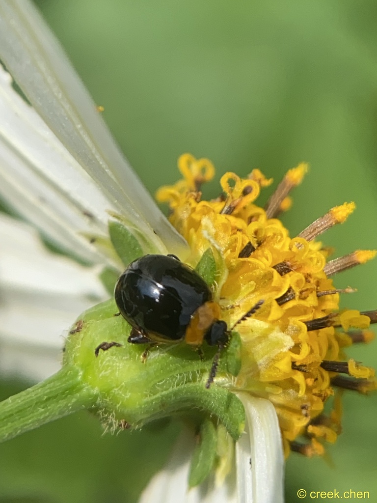 Nonarthra chengi from 臺灣島, 礁溪鄉, ILA, TW on October 13, 2024 at 09:27 AM ...