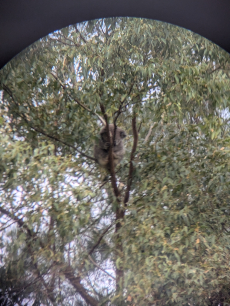 Koala from Holland Park West QLD, Australia on October 13, 2024 at 05: ...