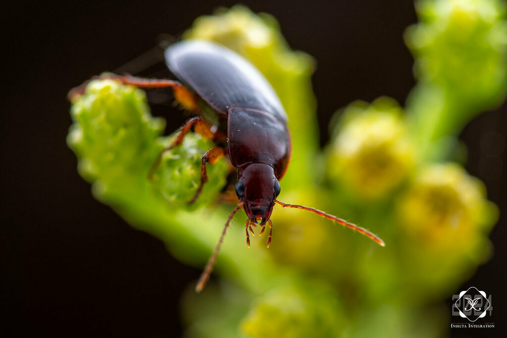 Calathus ruficollis from Lake Murray, San Diego, CA, 美国 on October 12 ...