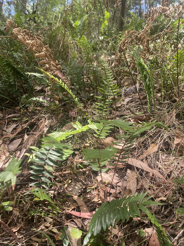 Sickle Fern from Royal, Sutherland Shire - East, AU-NS, AU on October ...