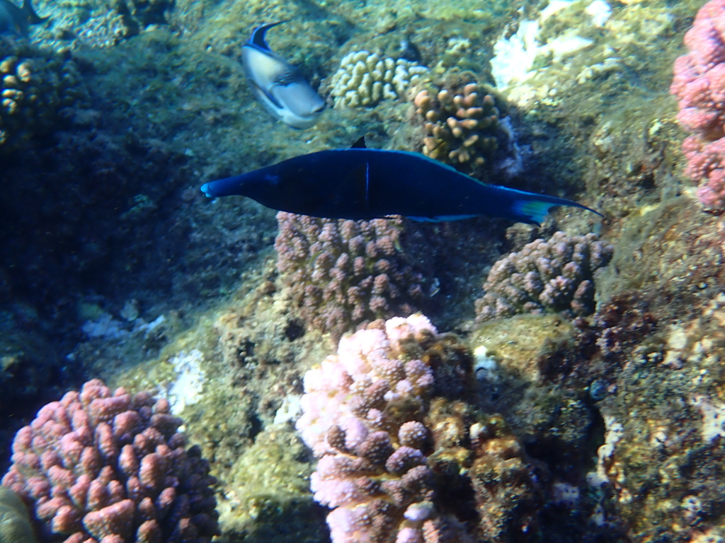 Red Sea Bird Wrasse from Halayeb We Shelateen Road, 18km South of, City ...