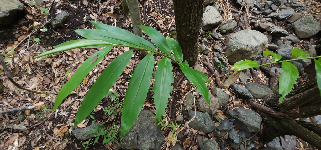 Native Ginger from Mount Mort QLD 4340, Australia on October 11, 2024 ...