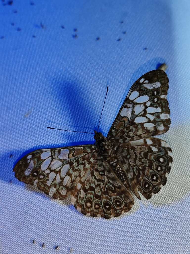 Brownish Cracker from Sierpe, Provincia de Puntarenas, Osa, Costa Rica ...