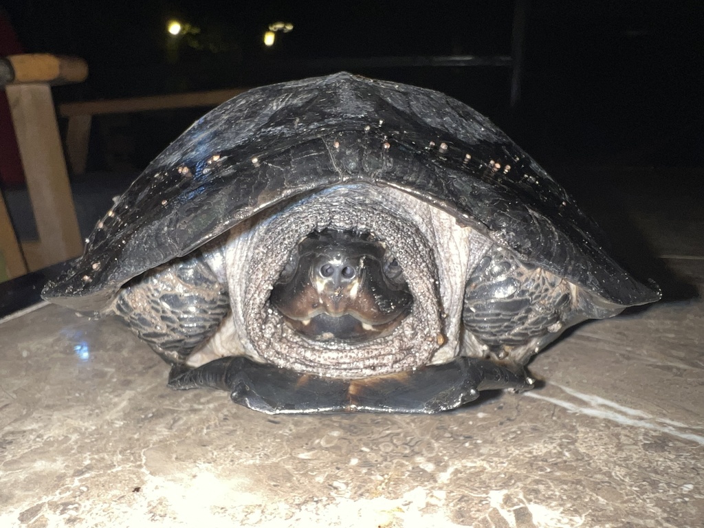 Black Marsh Turtle in October 2024 by Eden Food Forest · iNaturalist