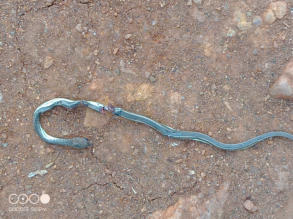 Olive Whip Snake from Morogoro Rural, TZ-MO, TZ on October 07, 2024 at ...