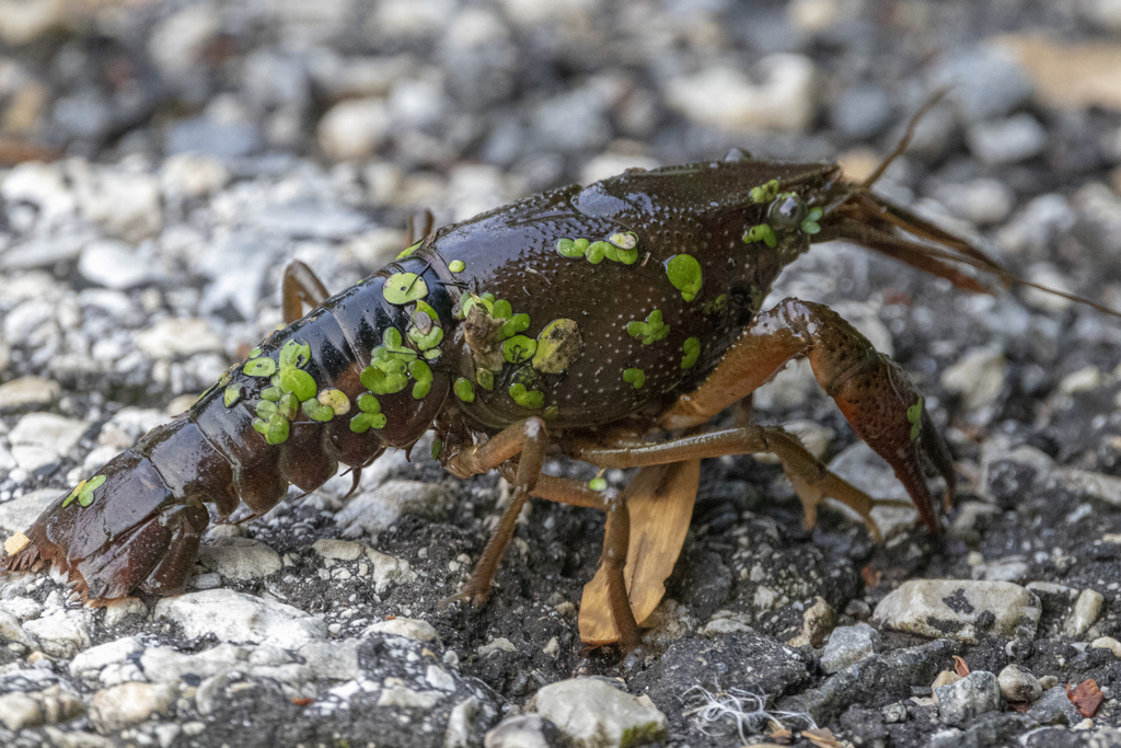White River Crayfish from 19153, Philadelphia, PA, US on July 6, 2019 ...