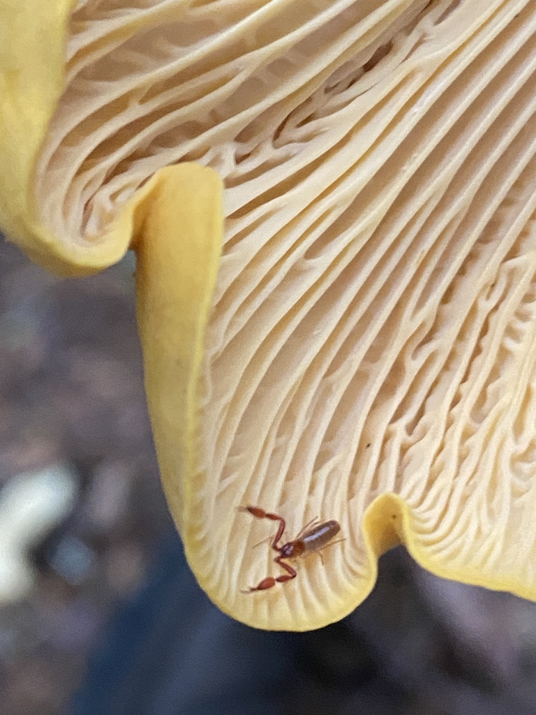 Neobisium from Siuslaw National Forest, Westlake, OR, US on October 12 ...