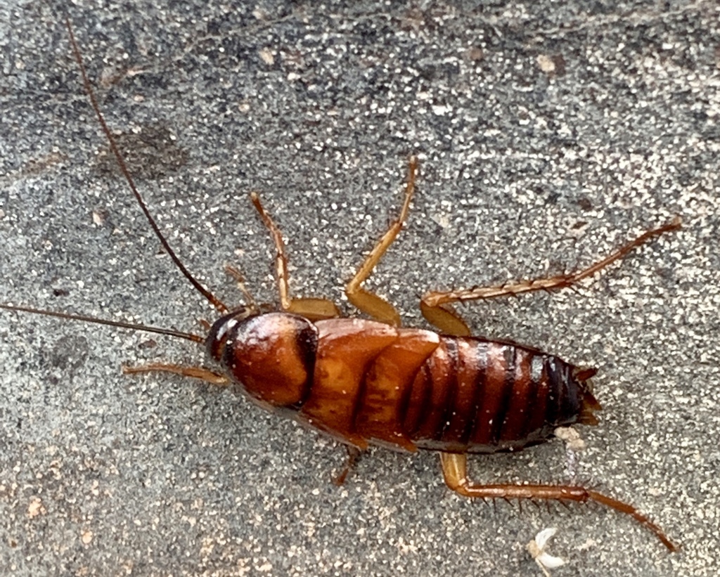 Brown Cockroach from 5353 E Fort Lowell Rd, Tucson, AZ, US on July 6 ...