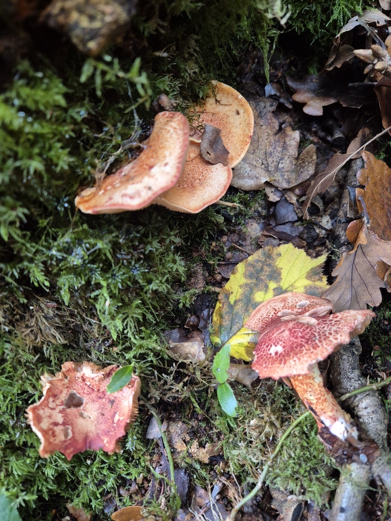 dappled webcap from Bristol, England, GB on October 13, 2024 at 02:25 ...