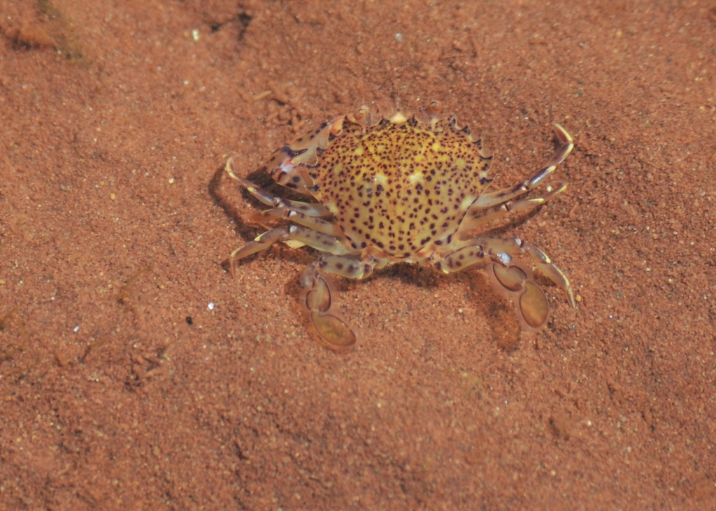 Lady Crab from Bedeque, PE C0B 1C0, Canada on July 14, 2023 at 12:50 PM ...