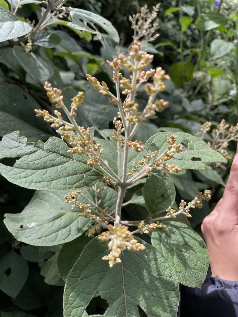 tepozan from Molino de Flores National Park, San Miguel Tlaixpan, Edo ...