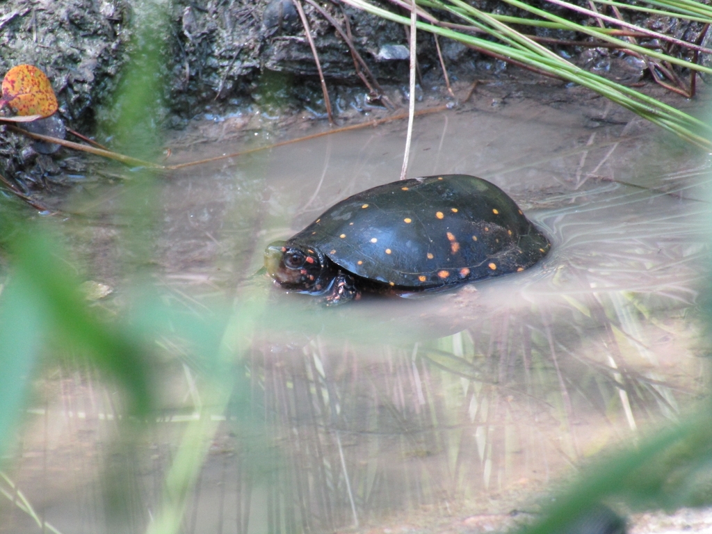 Spotted Turtle in June 2017 by Jeffery Pepper · iNaturalist