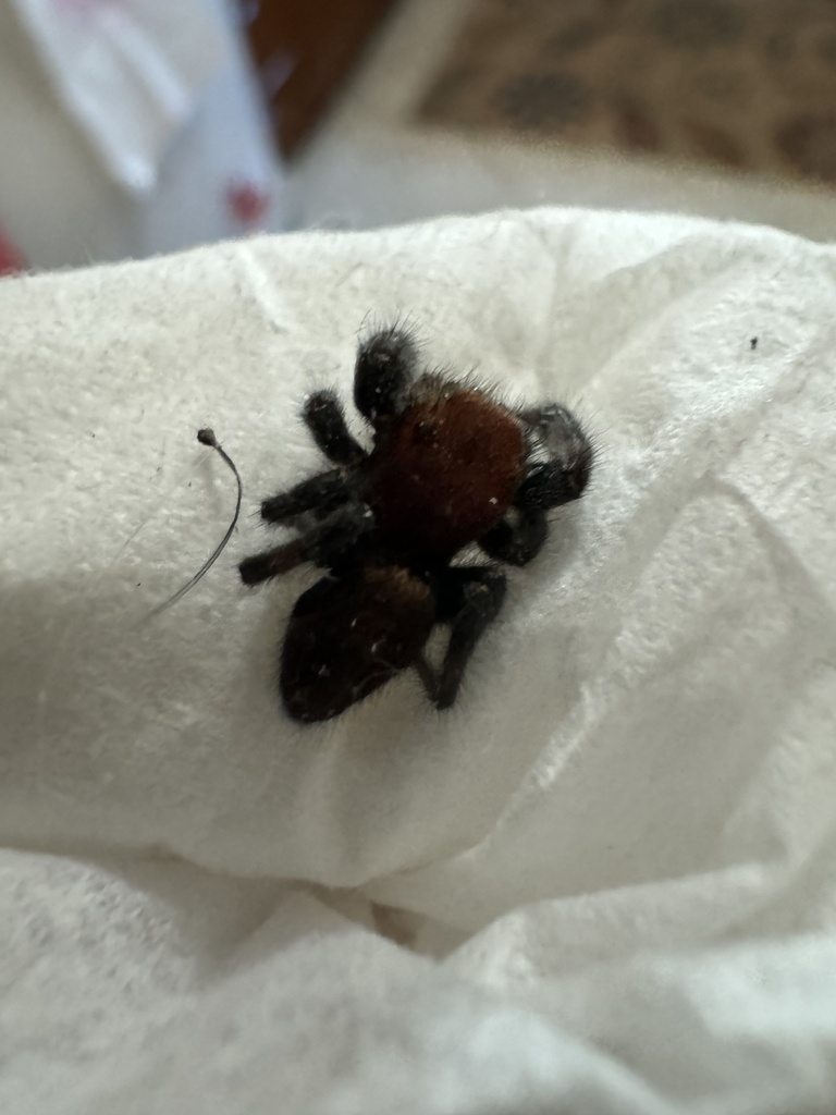 Cardinal Jumping Spider from FM-1996, Oglesby, TX, US on October 13 ...