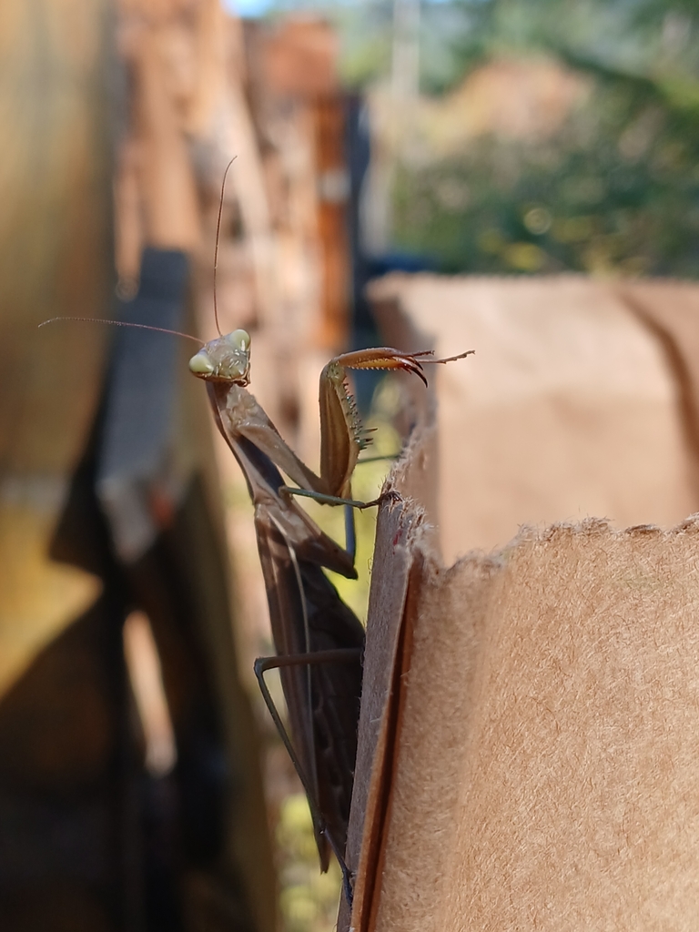 European Mantis from Penticton, BC V2A 8V5, Canada on October 13, 2024 ...