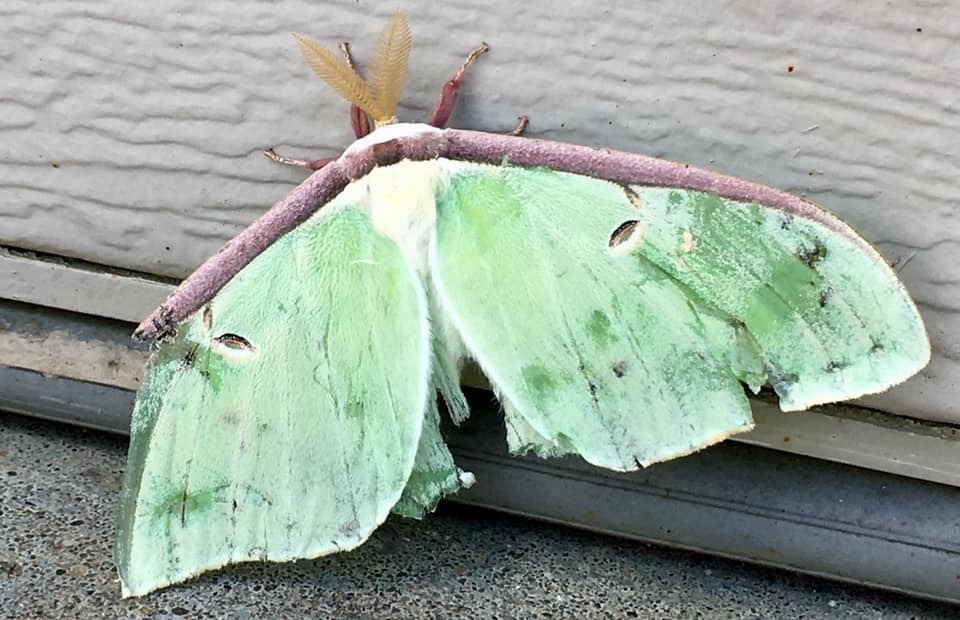 North American Luna Moth from 36 Botland Loop, Bardstown, KY, US on ...