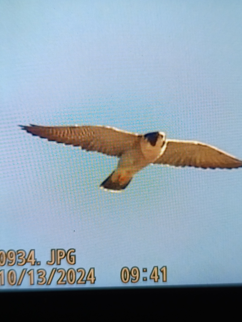 Peregrine Falcon from 6XH7+R3, 25320 Jahuey, Coah., México on October ...