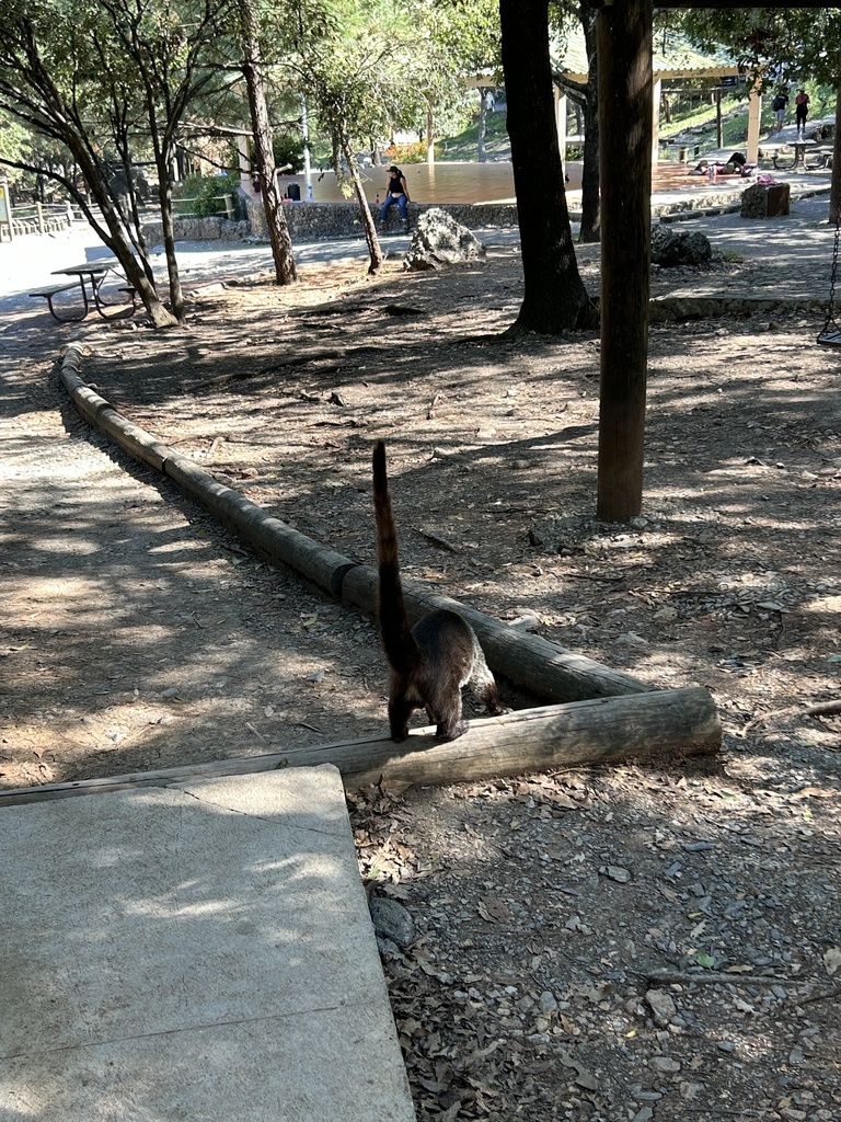 White-nosed Coati from Parque Ecológico Chipinque, San Pedro Garza ...