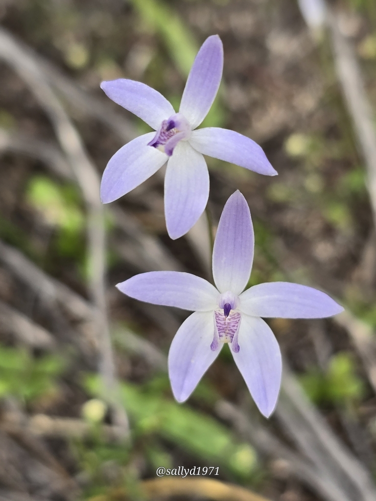 Dainty Blue China Orchid from Dundas WA 6443, Australia on September 9 ...
