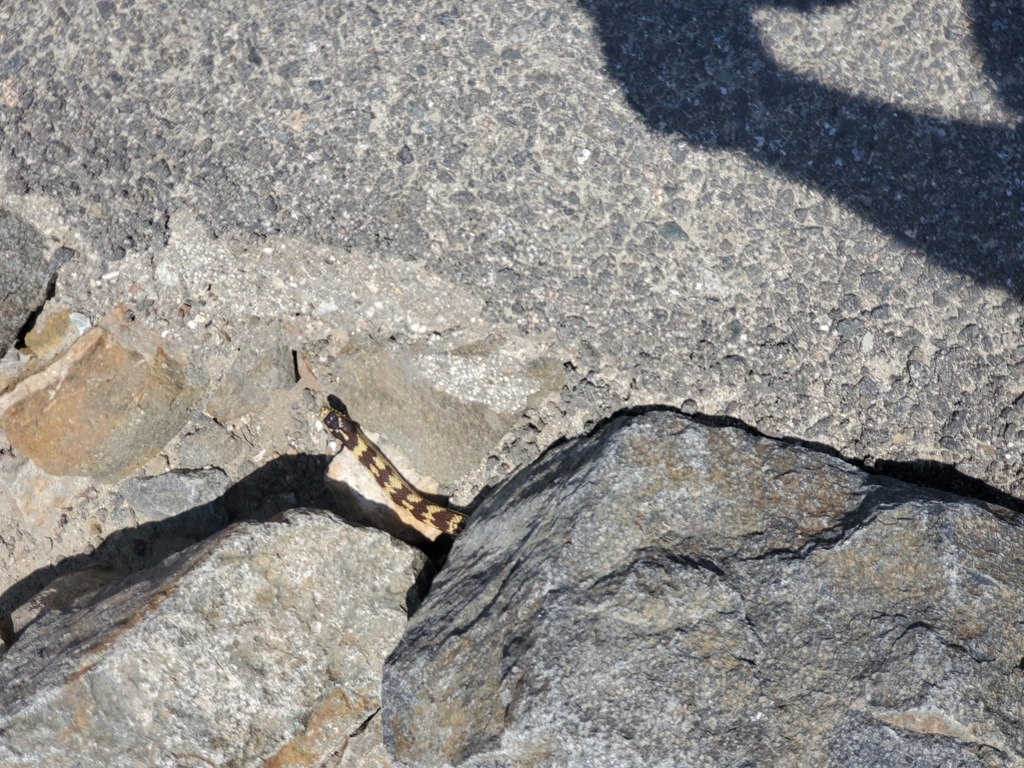 California King Snake from 18 Windjammer Ct, Long Beach, CA 90803, USA ...