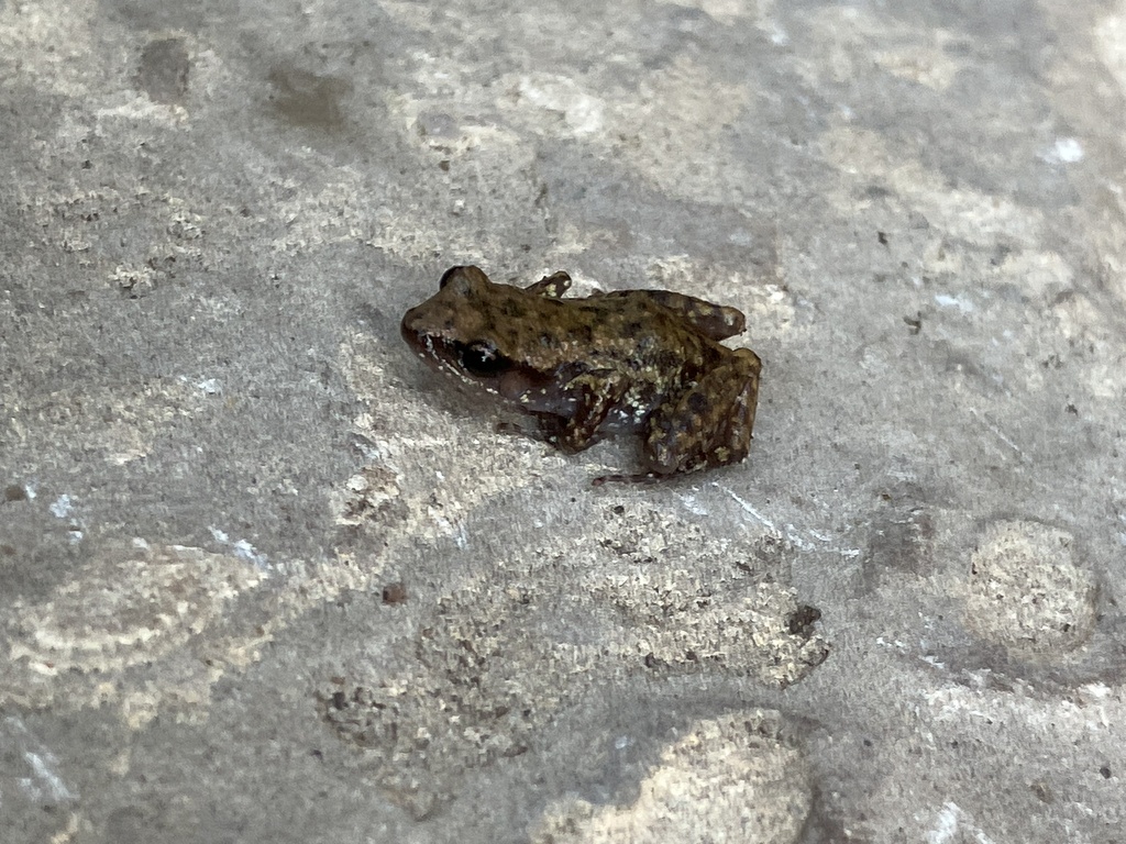 Rio Grande Chirping Frog from Boerne City Park, Boerne, TX, US on ...